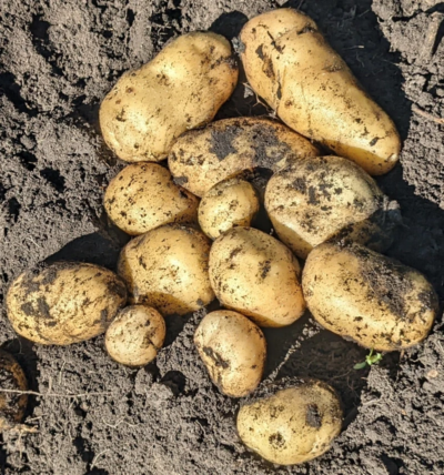 Bintje – Eagle Creek Seed Potatoes