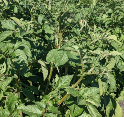 French Fingerling – Eagle Creek Seed Potatoes