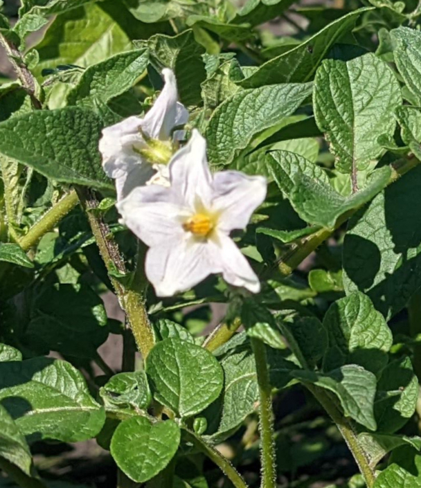 French Fingerling – Eagle Creek Seed Potatoes