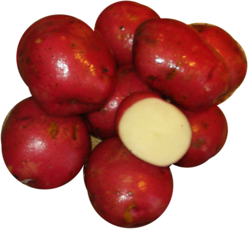 Irish Cobbler – Eagle Creek Seed Potatoes
