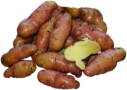 Pink Fir Apple – Eagle Creek Seed Potatoes