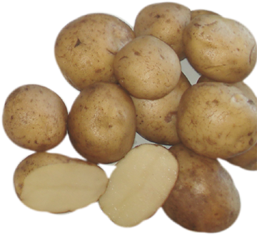 Caribe – Eagle Creek Seed Potatoes