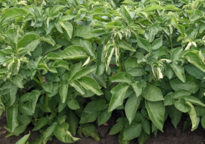 Shepody – Eagle Creek Seed Potatoes