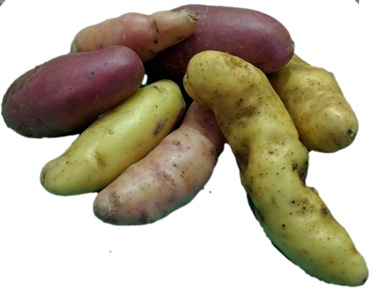 French Fingerling – Eagle Creek Seed Potatoes