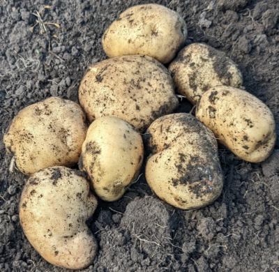 Irish Cobbler – Eagle Creek Seed Potatoes
