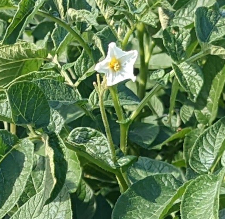 Russet Burbank – Eagle Creek Seed Potatoes